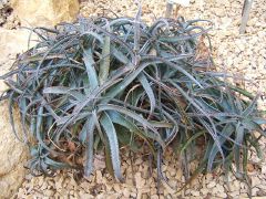 Aloe - New World Encyclopedia