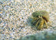 Black Sea - New World Encyclopedia