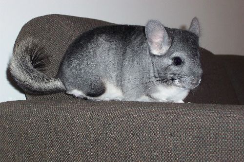 Chinchilla - New World Encyclopedia