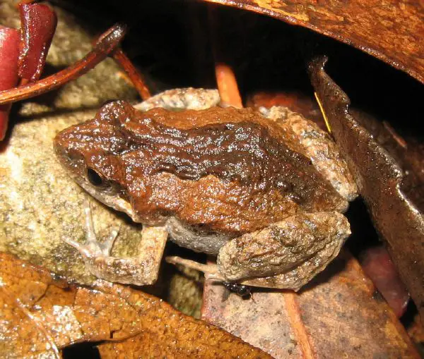 Frog - New World Encyclopedia