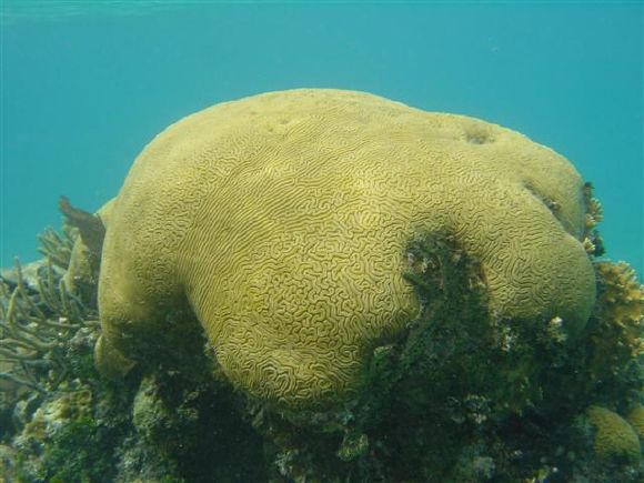 Belize Barrier Reef - New World Encyclopedia