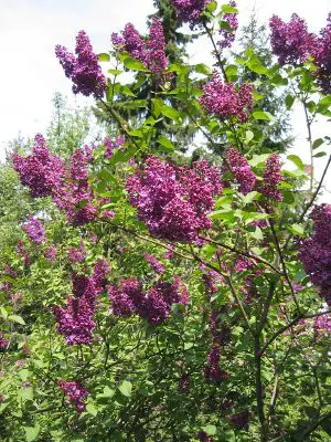 Syringa - New World Encyclopedia