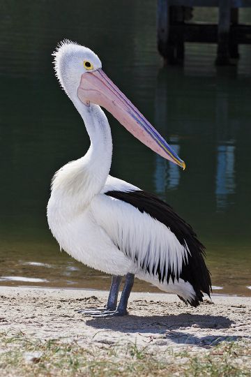 Pelican - New World Encyclopedia