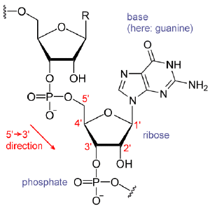 RNA - New World Encyclopedia