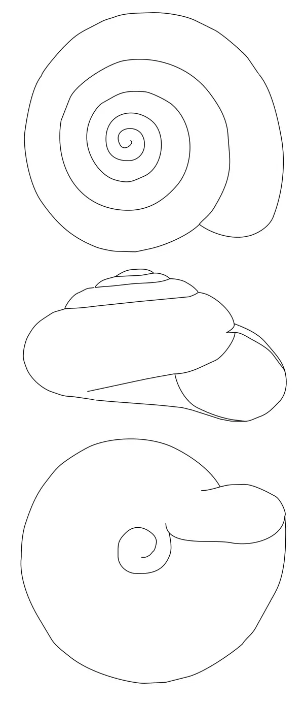 Gastropod - New World Encyclopedia