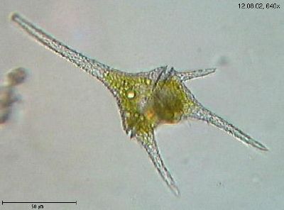 Plankton - New World Encyclopedia