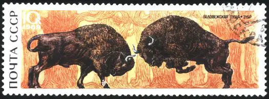 Bison - New World Encyclopedia