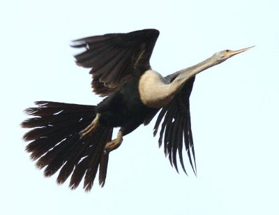 Anhinga - New World Encyclopedia