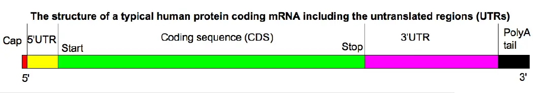 Messenger RNA - New World Encyclopedia