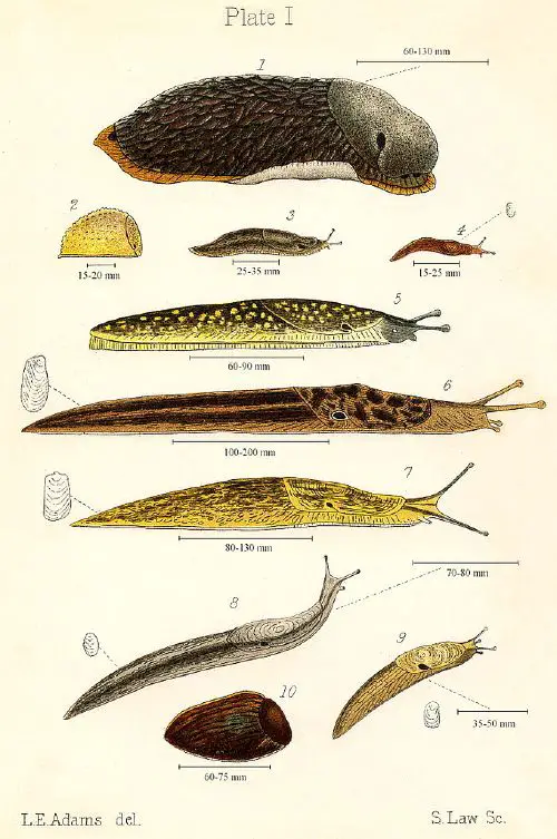 Slug - New World Encyclopedia