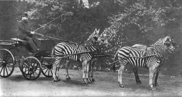 Zebra - New World Encyclopedia