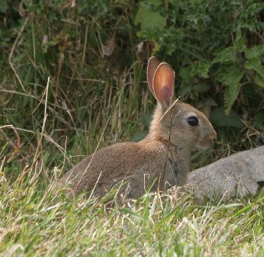 Rabbit - New World Encyclopedia