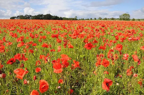 Poppy - New World Encyclopedia