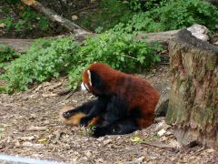 Red panda - New World Encyclopedia