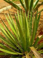 Agave - New World Encyclopedia