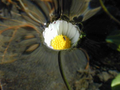 Water - New World Encyclopedia