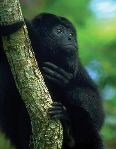 Howler monkey - New World Encyclopedia