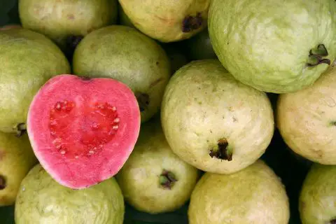 Guava - New World Encyclopedia