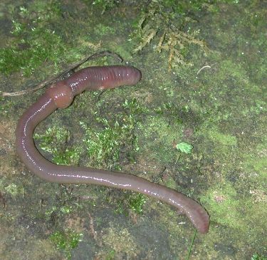 Earthworm - New World Encyclopedia
