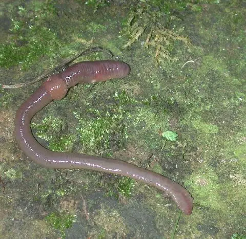 Worm - New World Encyclopedia