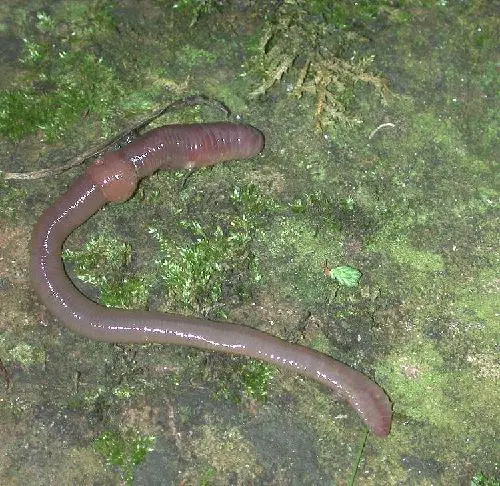 Earthworm - New World Encyclopedia