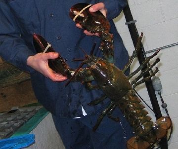 Lobster - New World Encyclopedia