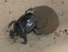 Beetle - New World Encyclopedia