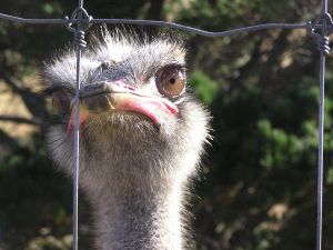 Ostrich - New World Encyclopedia