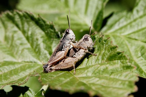 Grasshopper - New World Encyclopedia