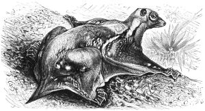 Colugo - New World Encyclopedia