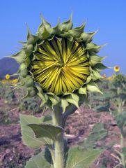 Sunflower - New World Encyclopedia