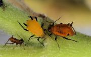 Aphid - New World Encyclopedia