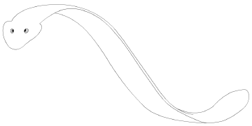 Flatworm - New World Encyclopedia