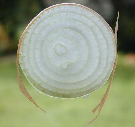 Monocotyledon - New World Encyclopedia