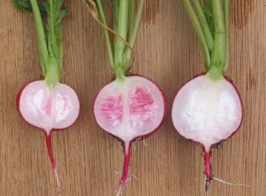 Radish - New World Encyclopedia