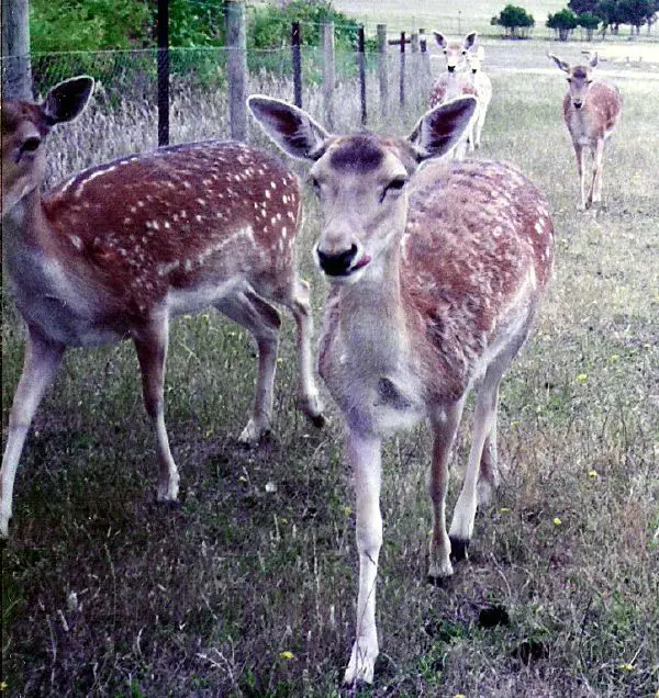 Deer - New World Encyclopedia