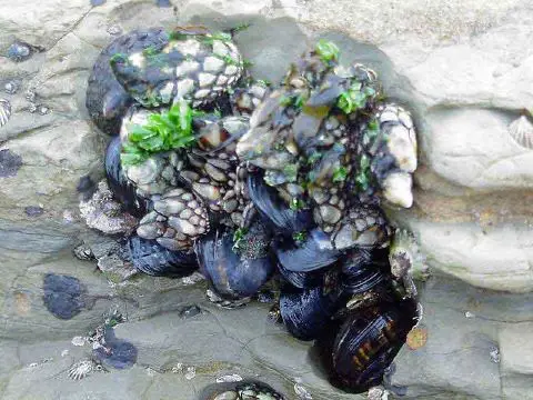 Mussel - New World Encyclopedia