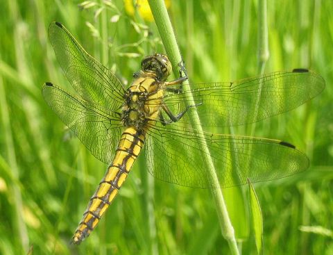 Dragonfly - New World Encyclopedia