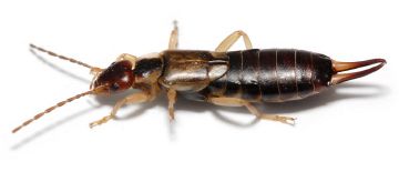 Earwig - New World Encyclopedia