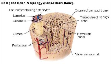 Bone marrow - New World Encyclopedia