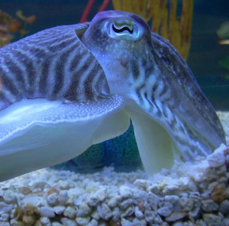 Cuttlefish - New World Encyclopedia