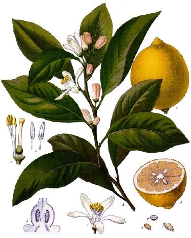 Lemon - New World Encyclopedia