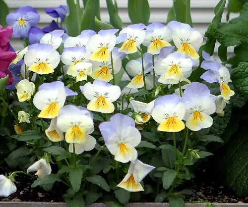 Pansy - New World Encyclopedia