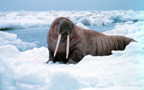 Walrus - New World Encyclopedia