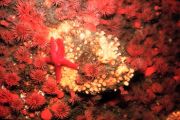 Sea anemone - New World Encyclopedia