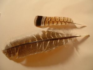 Feather - New World Encyclopedia