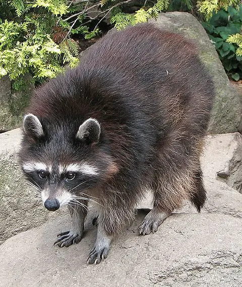 Raccoon - New World Encyclopedia