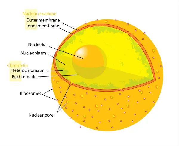 Nucleolus - New World Encyclopedia