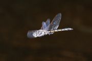 Dragonfly - New World Encyclopedia