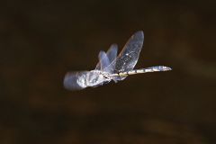 Dragonfly - New World Encyclopedia